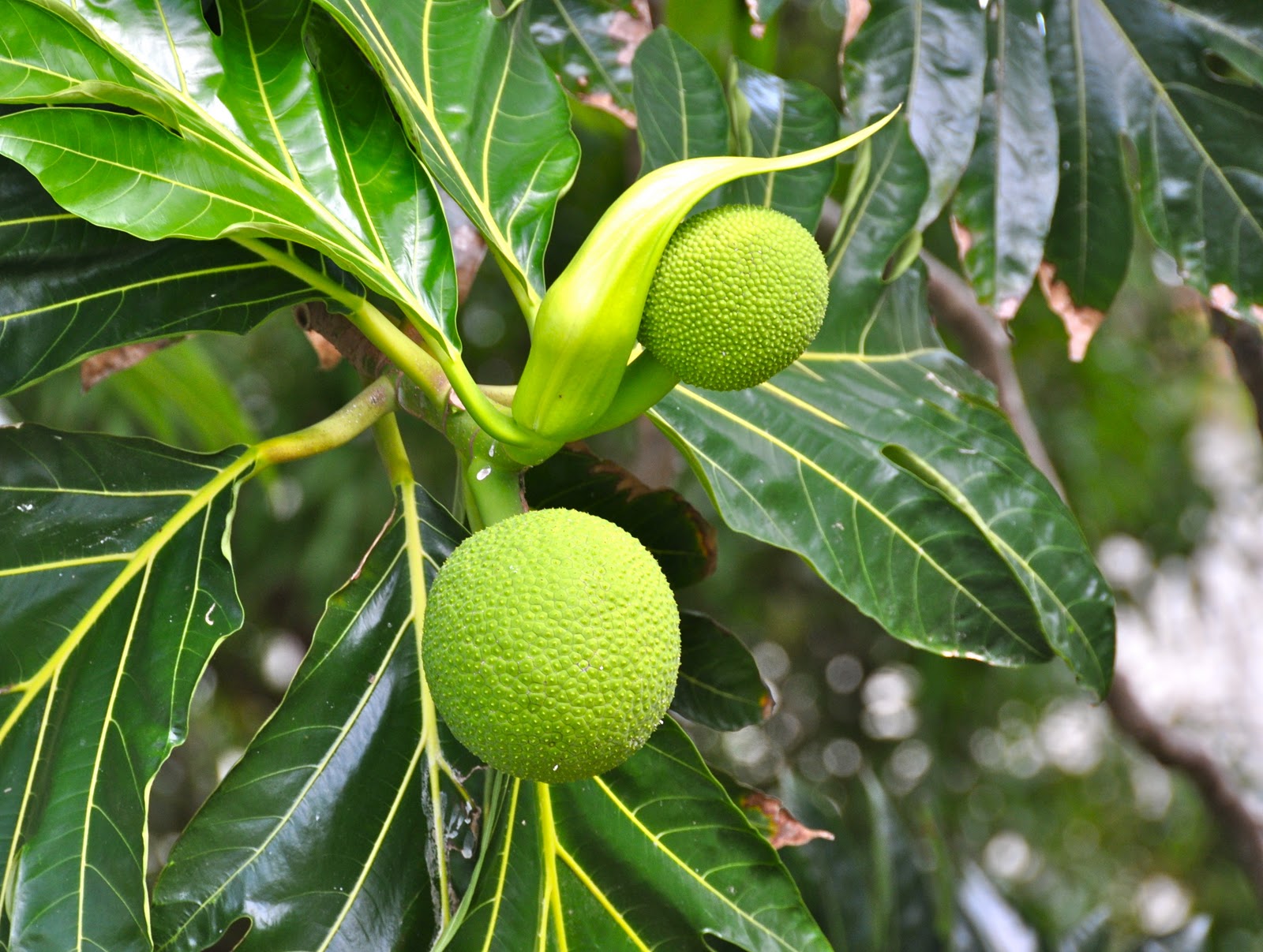 Breadfruit – The Most Important Food of the Future? - Ethnic Health Court
