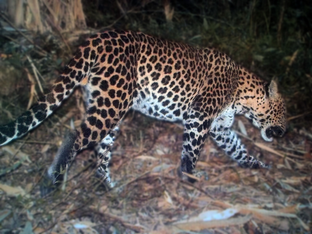 EKOGEO: MASIHKAH ADA MACAN TUTUL DI GUNUNG CIREMAI