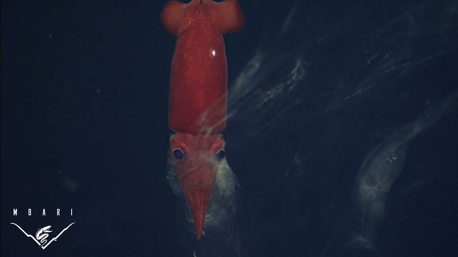 Real Monstrosities: Broody Squid