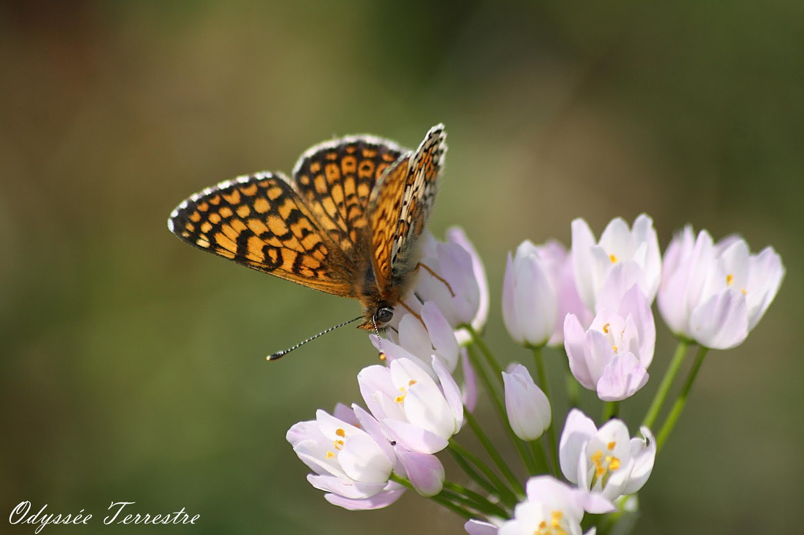 La Mélitée du plantain (Melitaea cinxia)