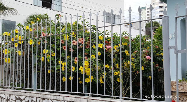 Um jardim de alamandas! - Jeito de Casa - Blog de Decoração e Arquitetura