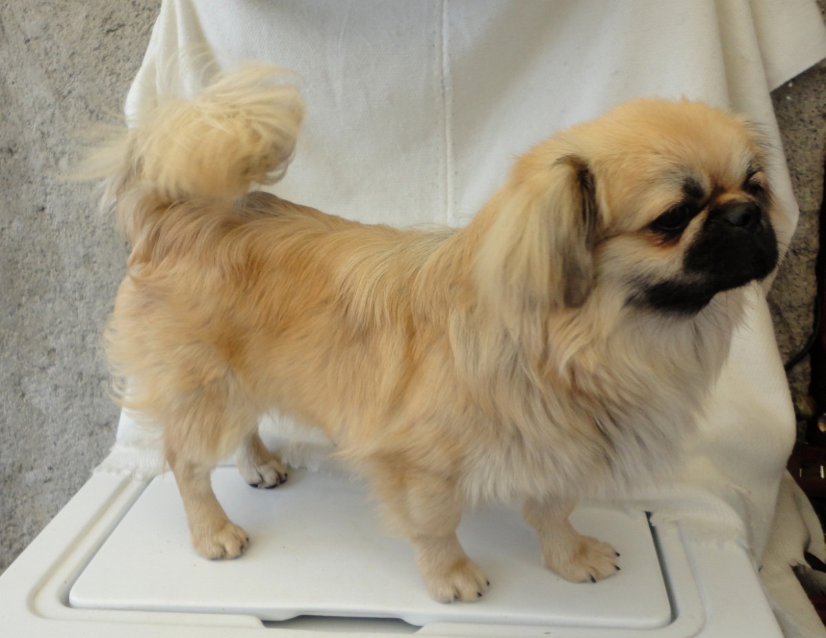 Perros Pekines