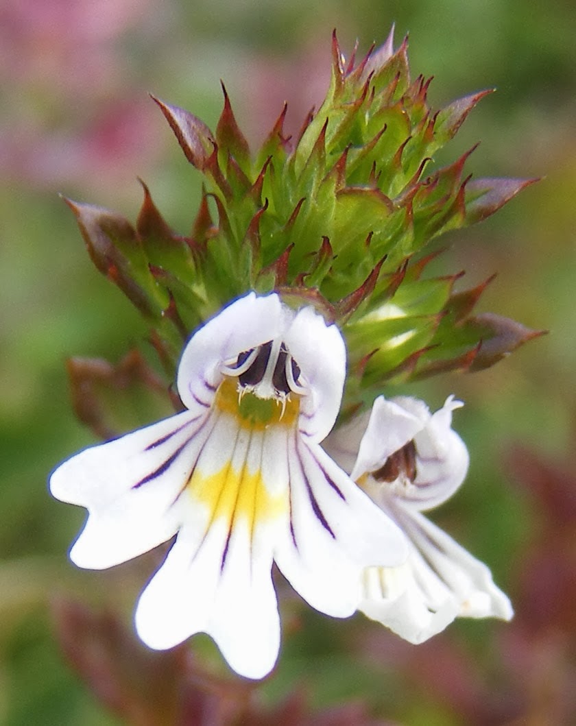 Herbs are Nature's Medicine: FEATURED HERB 2 OF 2 FEB 2014: EYEBRIGHT