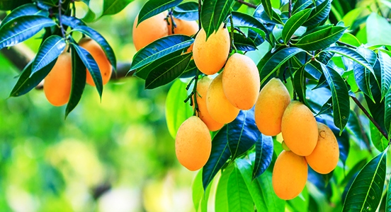 Ang Alamat ng Mangga | Buklat