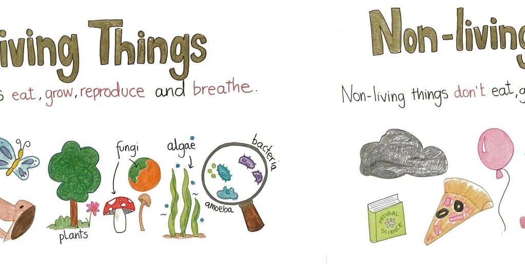 5th Grade - Andrés Segovia: UNIT 1: Living things and Vital Functions