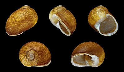 THE CARACOLERIA (CARACOLAND): Helix aperta/Cantareus apertus (Caracol ...