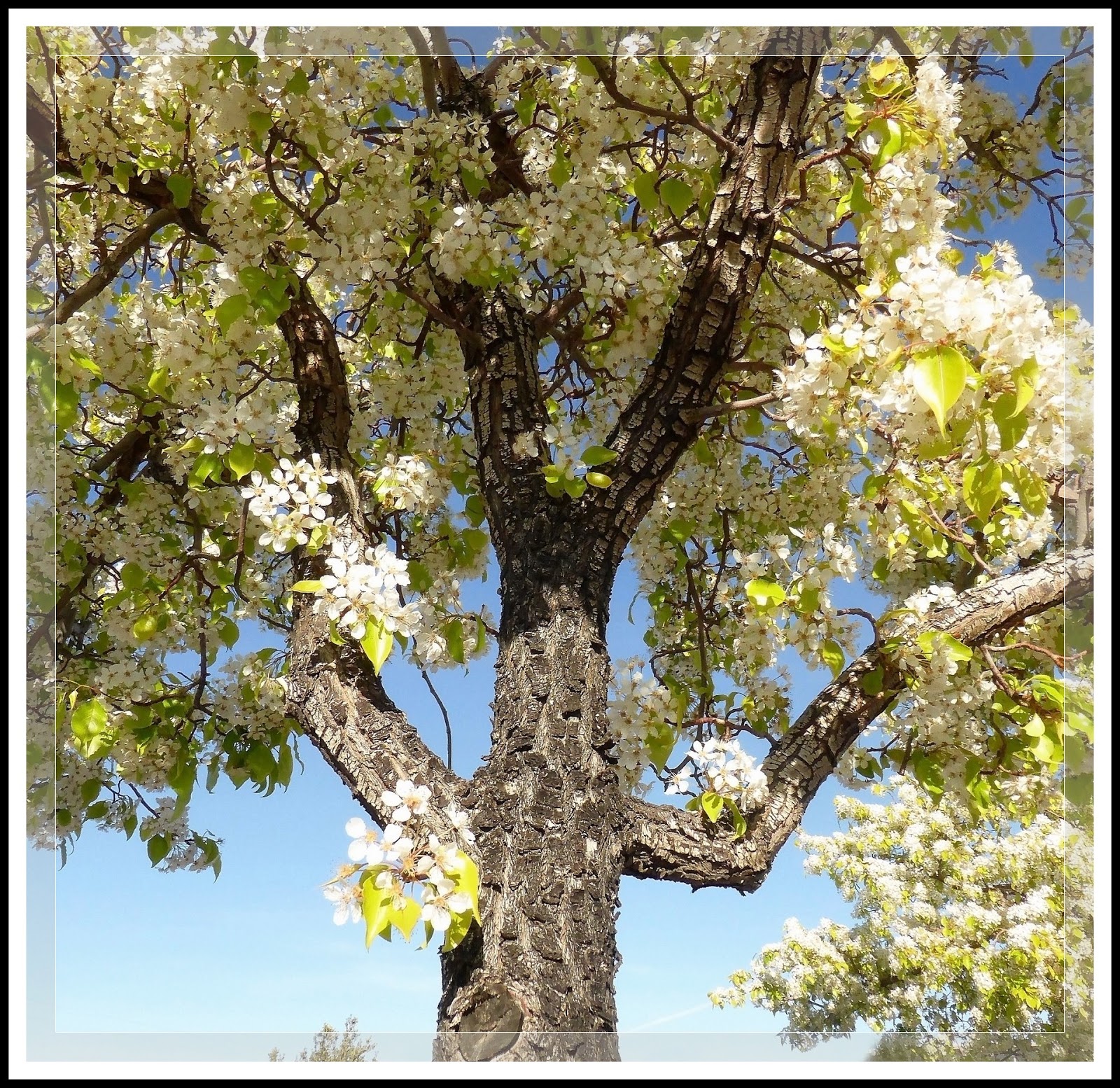 Ken's Photo Gallery: Chanticleer Pear (Pyrus calleryana)