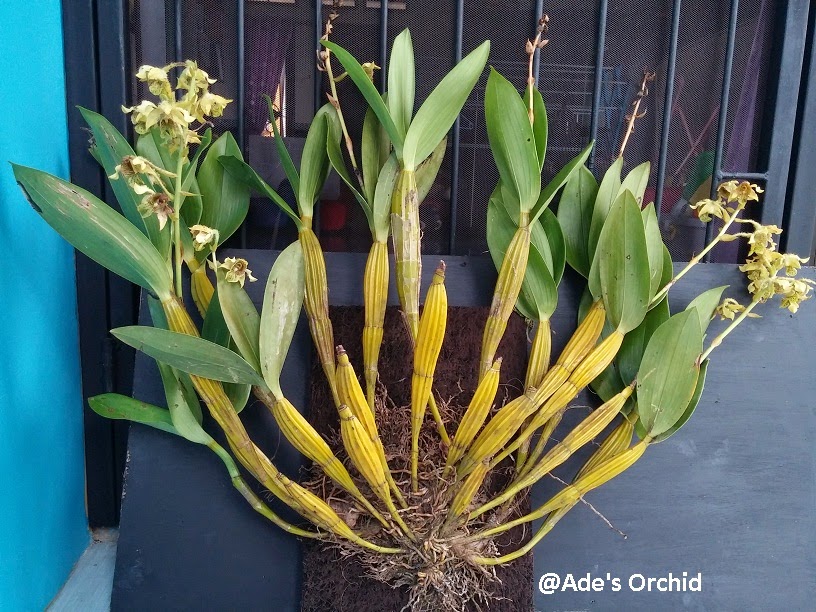 Ade's Orchid: Dendrobium macrophyllum