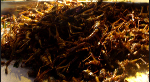 Adobong Tipaklong - best food recipe