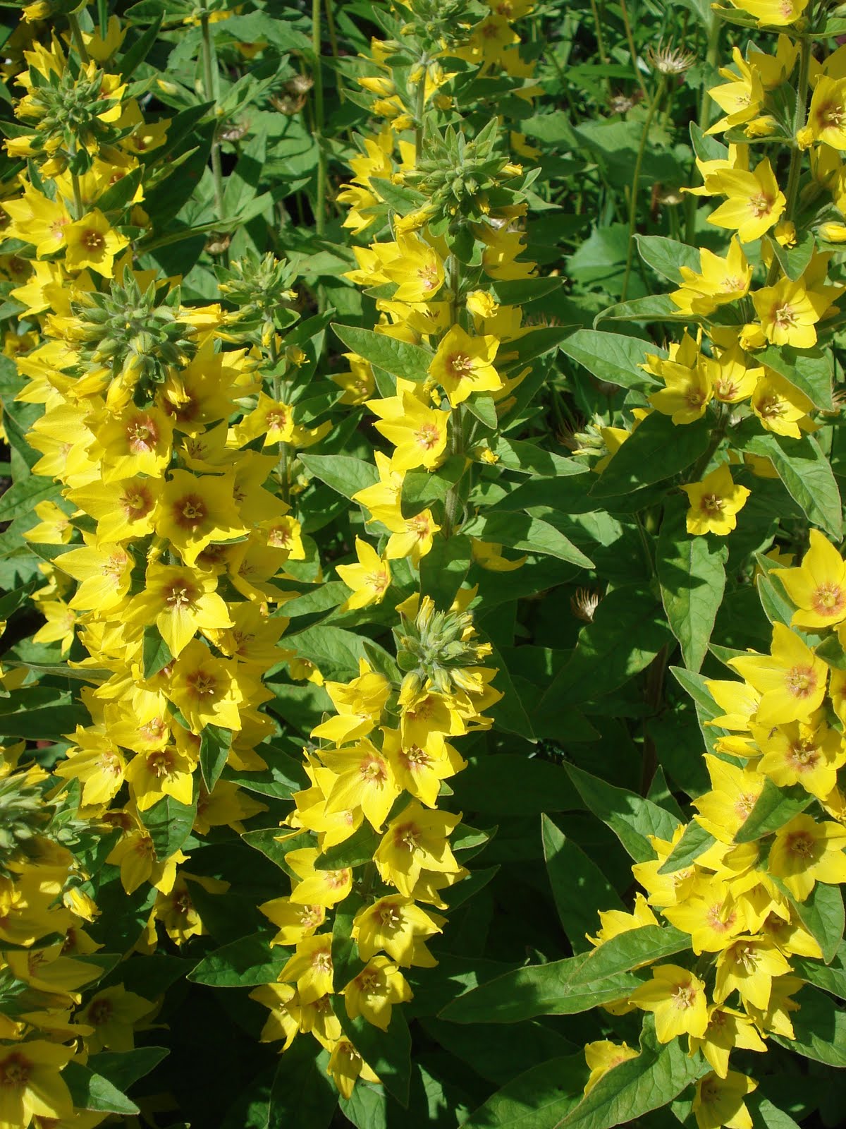 Villitystä Savonlinnan seudulla: Tarha-alpi ja ukonkello, vanhan ajan ...