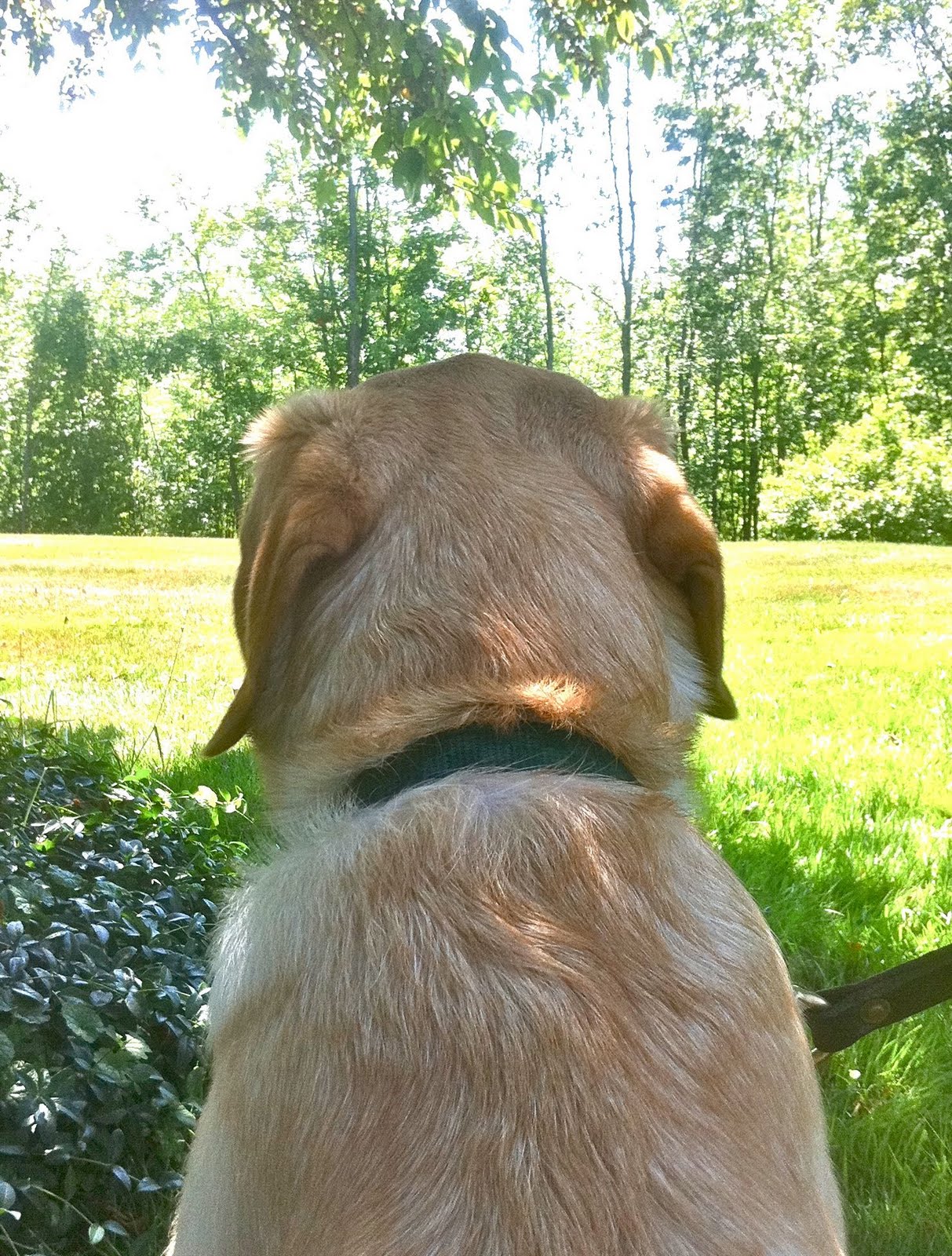 Alexi's Notebook: Why Deer Flies Don't Like Yellow Lab Ears