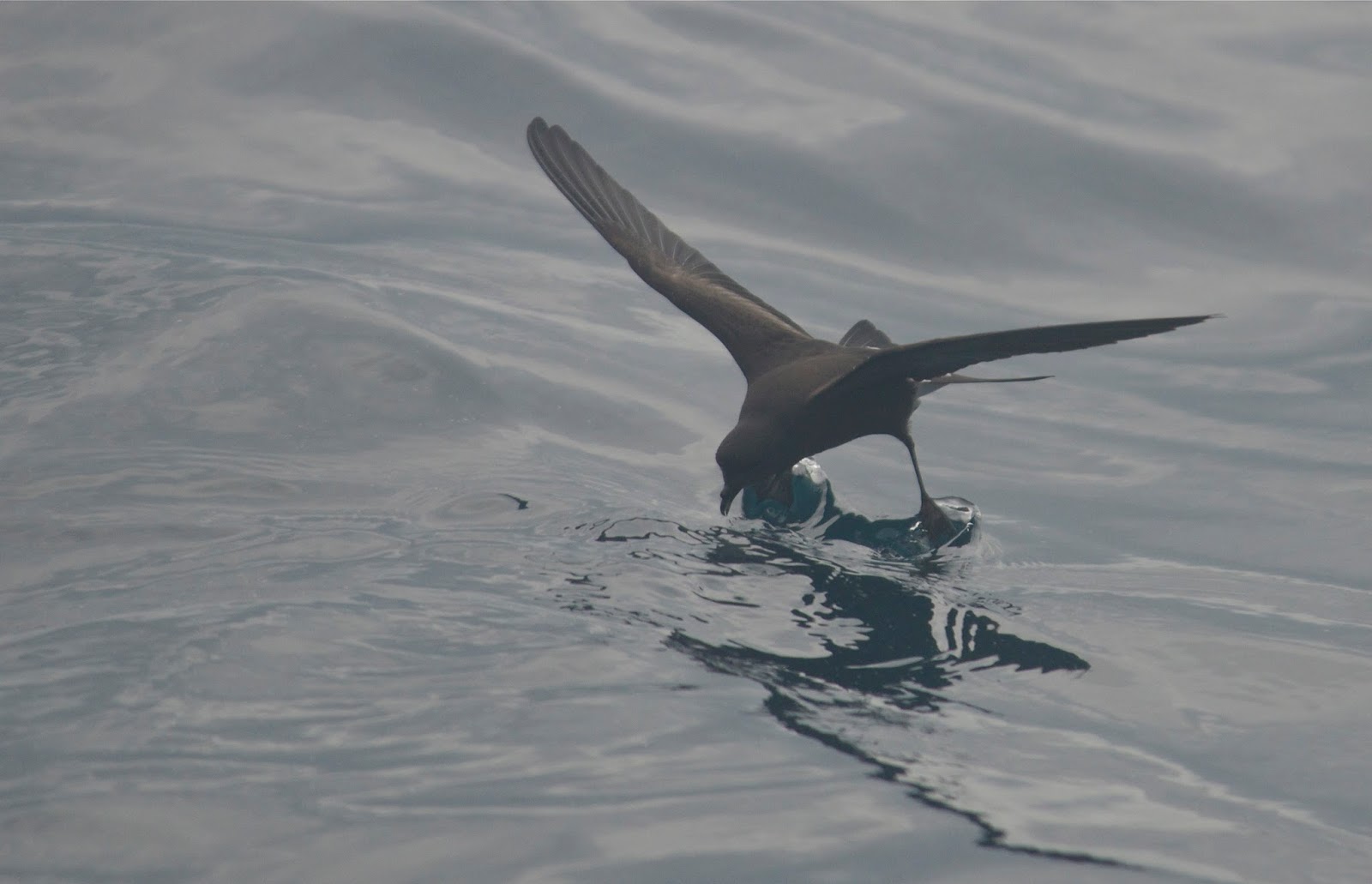 Jan Axel's Blog: Bird of the Month: Wedge-rumped Storm-Petrel