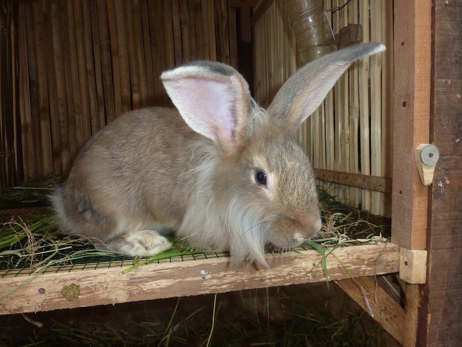 Ternak Kelinci: Mengapa Beternak Kelinci?