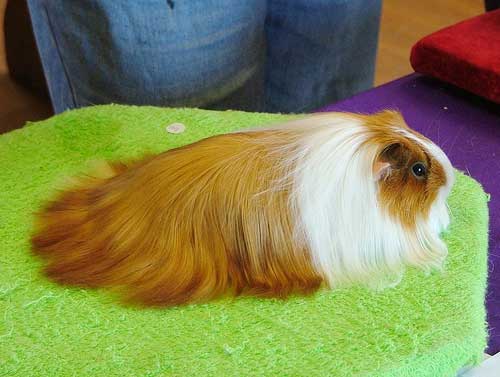 Apezs Segala Pet: Baka Guinea Pig