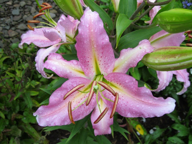 Plants and Stones: Closing The Lily Show