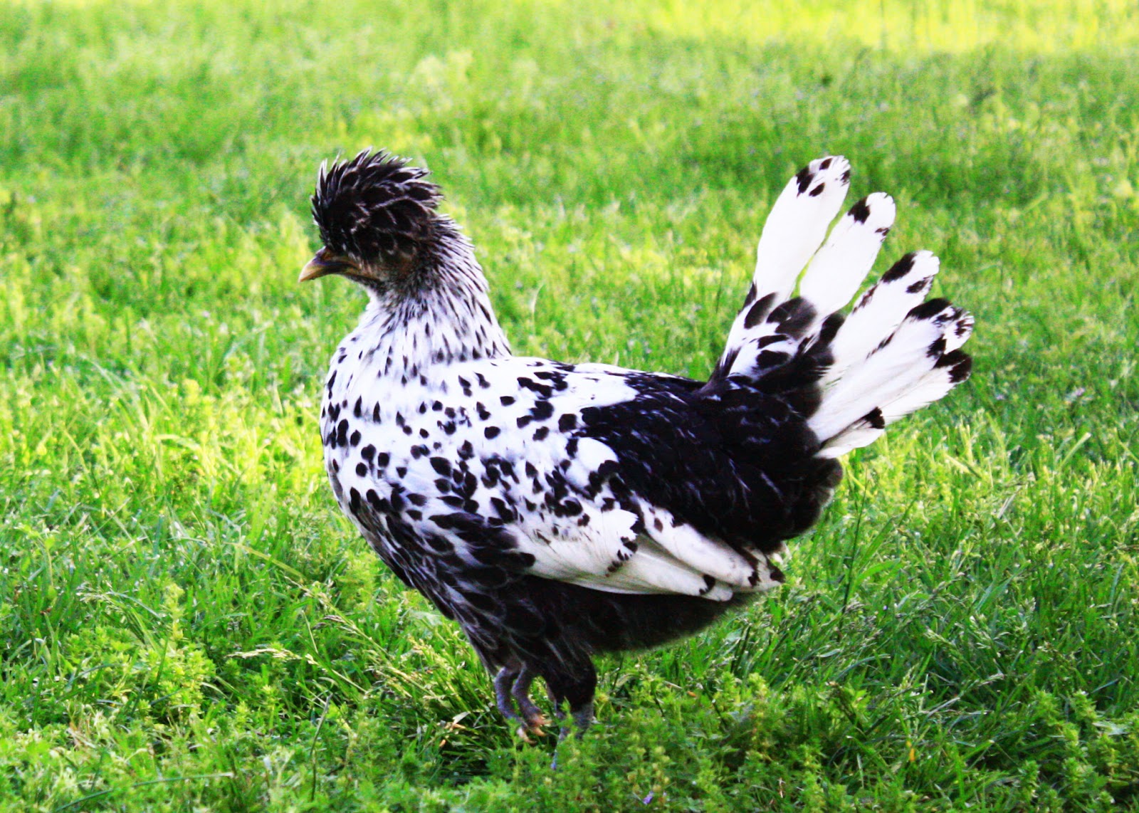 Appenzellar Spitzhaubens