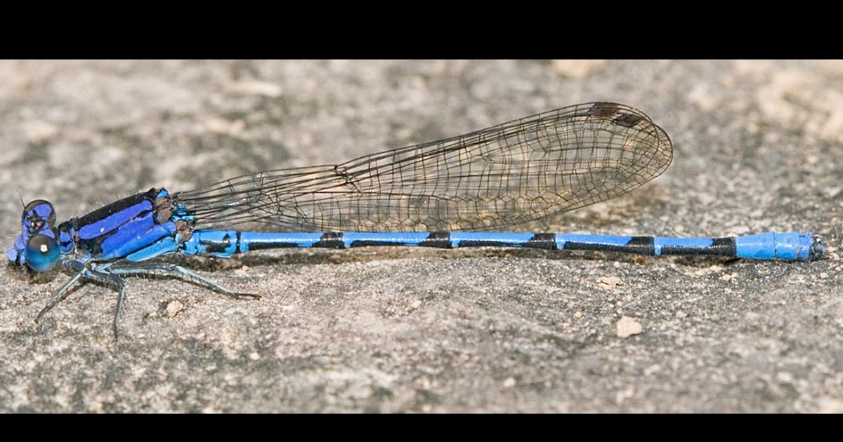 Species New to Science: [Entomology • 2017] New Species of the ...