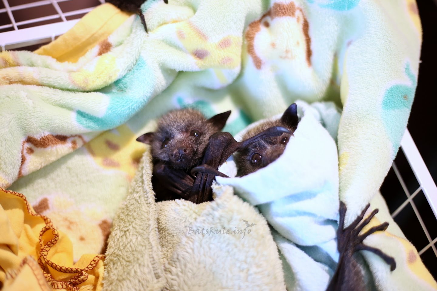 Rehab | Megabat babies Flying-foxes fruit bats