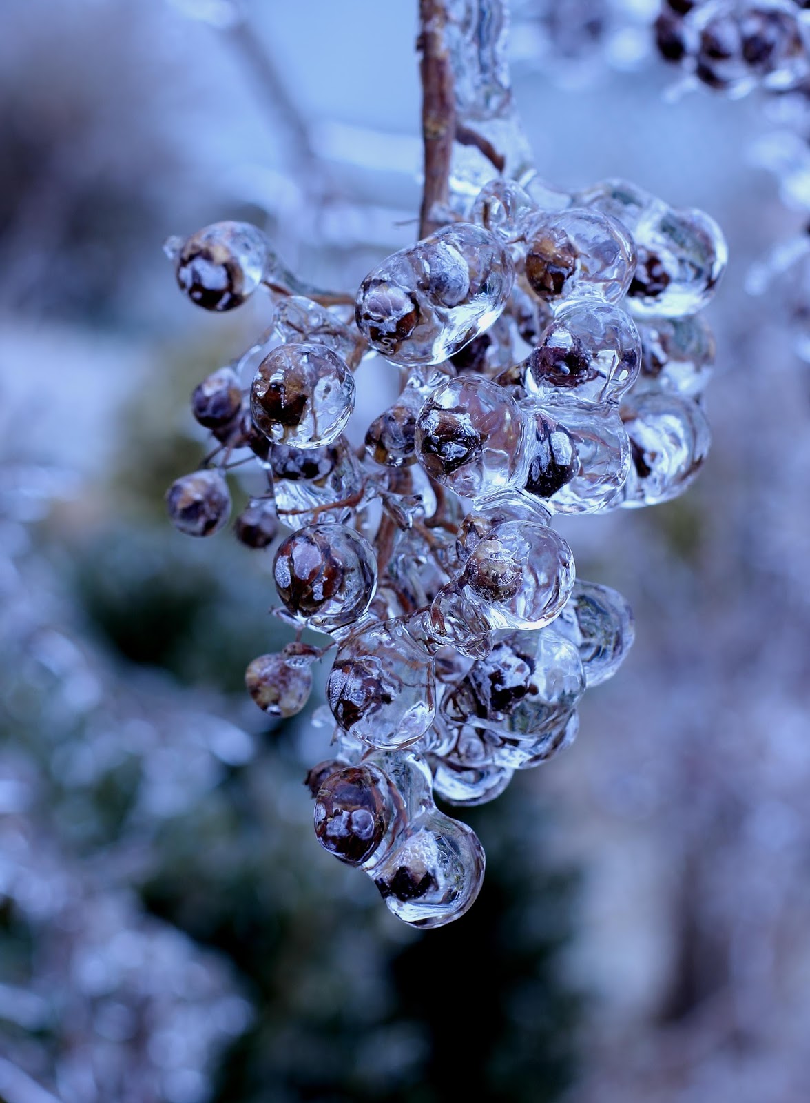 Gotas de rocío forman un racimo - Fotos e imágenes libres de copyright ...