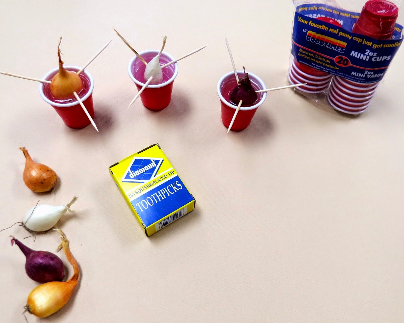 Amy Brown Science: Preparation of Chromosome Squashes