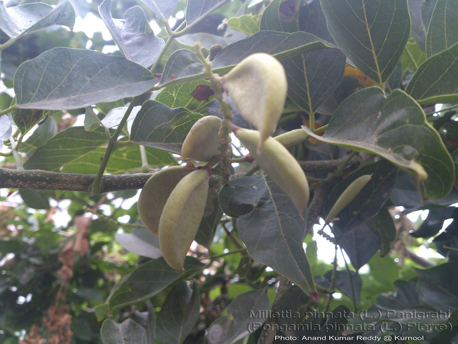 Medicinal Plants: Millettia pinnata Pongamia pinnata Kanuga Karanj Punku