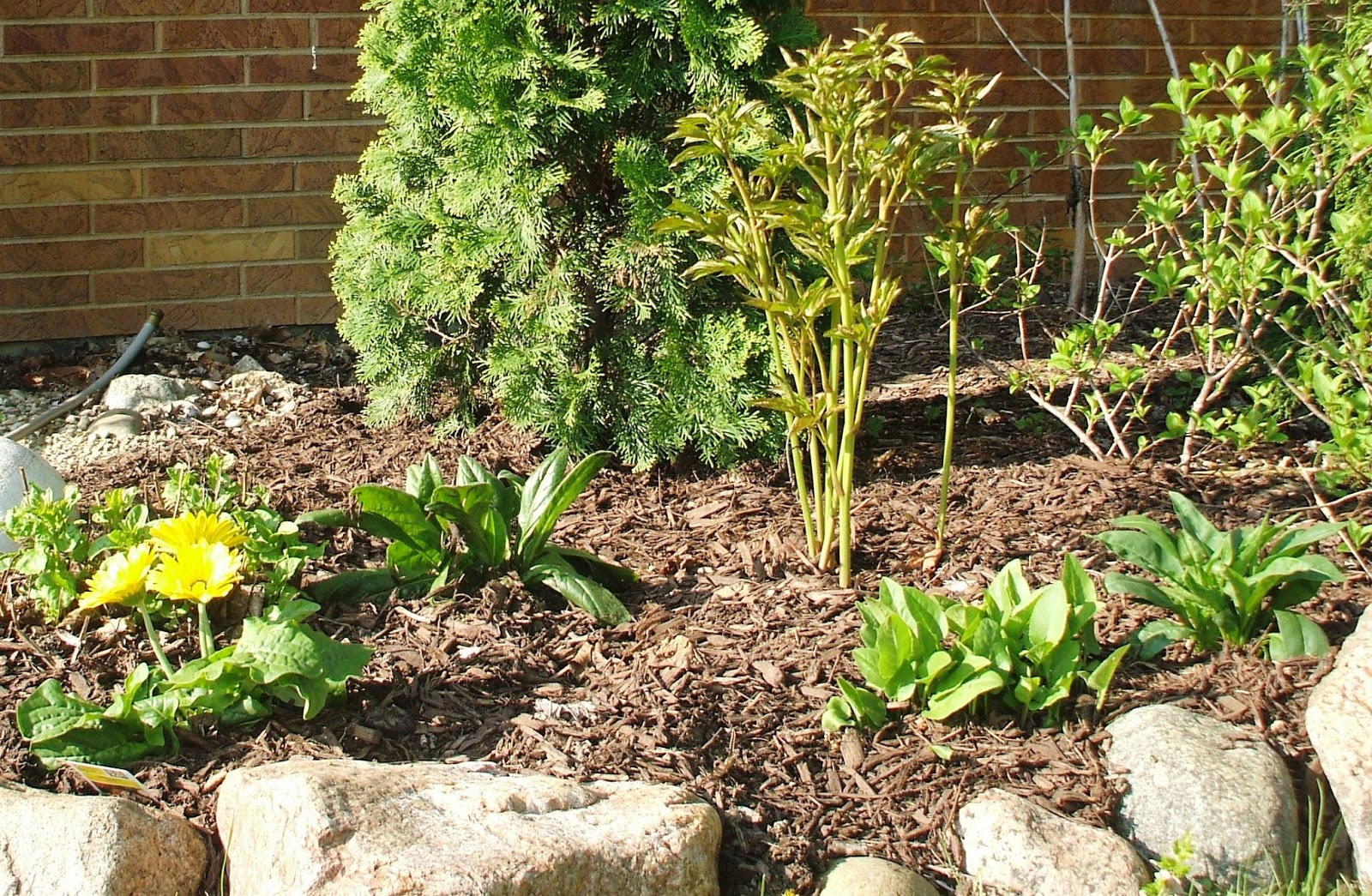 Early Spring Garden Tour showing what's Blooming | Rustic & Refined