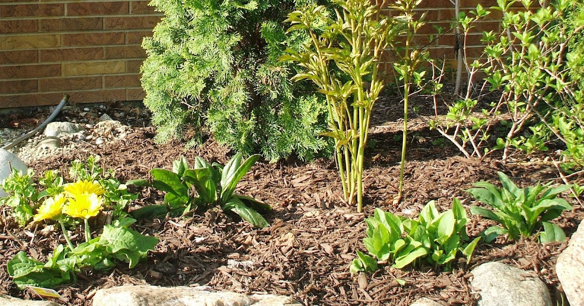 Early Spring Garden Tour showing what's Blooming | Rustic & Refined