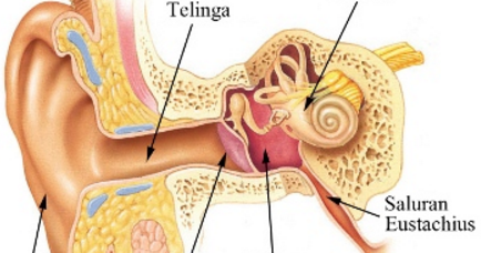 Fungsi Saluran Eustachius Pada Telinga | Freedomsiana