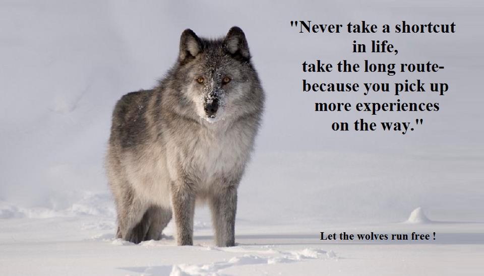Wolf Quotes About Strength. QuotesGram