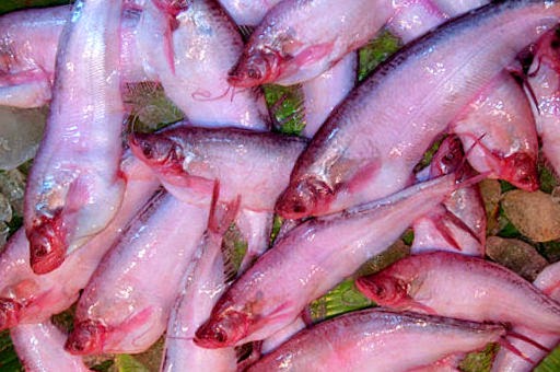 Padma Pabda Fish Curry