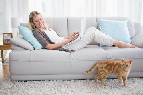 Pet Wants Edmond: How to Cat-Proof Your Home