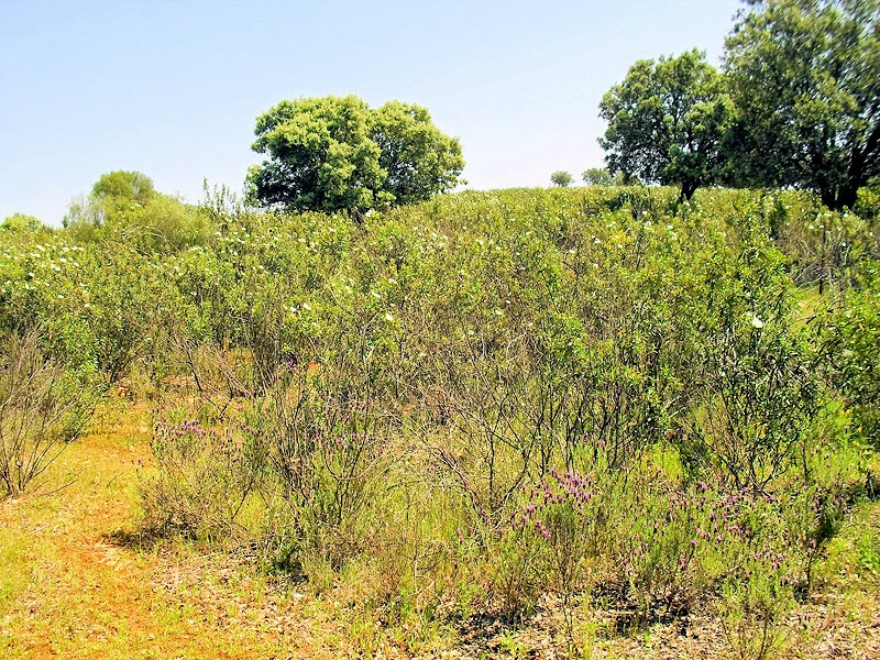 Arbustos y Matorrales "Ecosistema Ibérico"