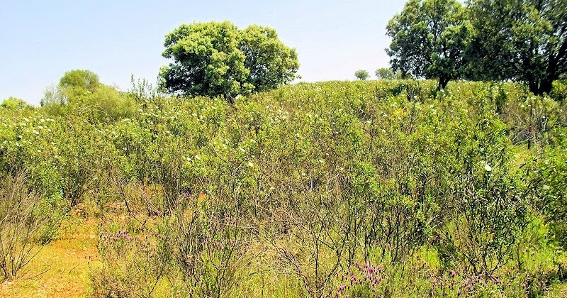 Arbustos y Matorrales "Ecosistema Ibérico"
