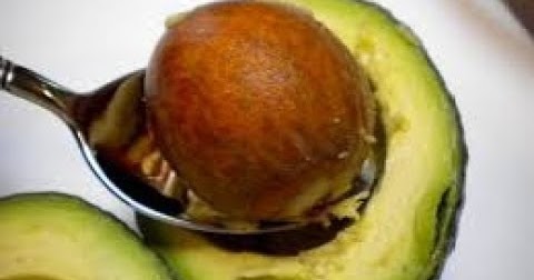 Biji Alpukat Dengan Khasiatnya - Gudang Soal
