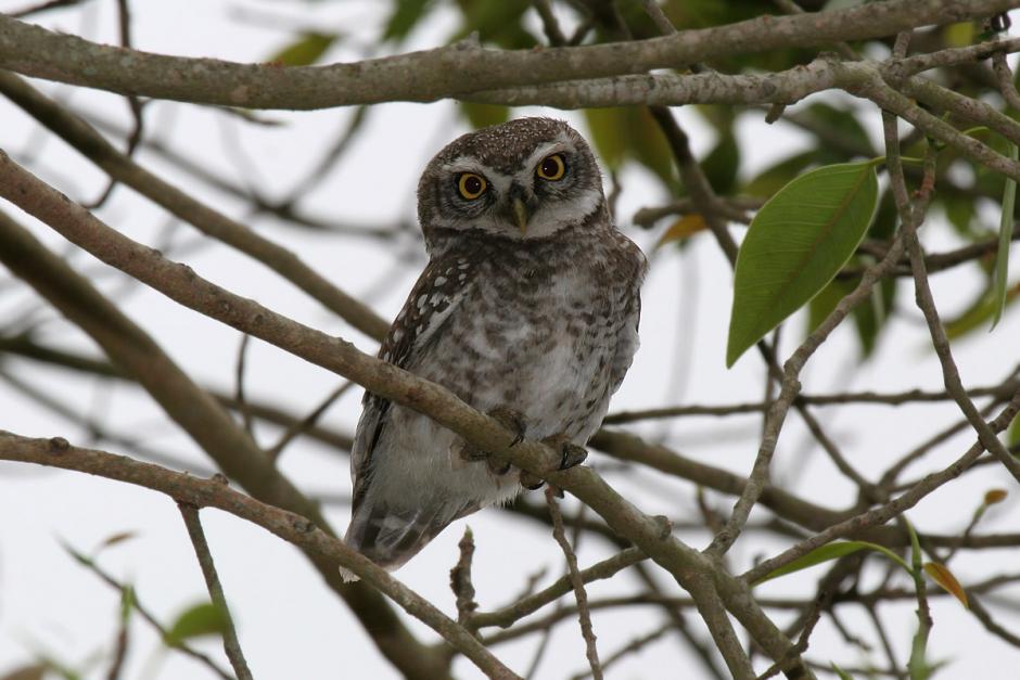 Natural, Scientific and Medical Wonders: 2013