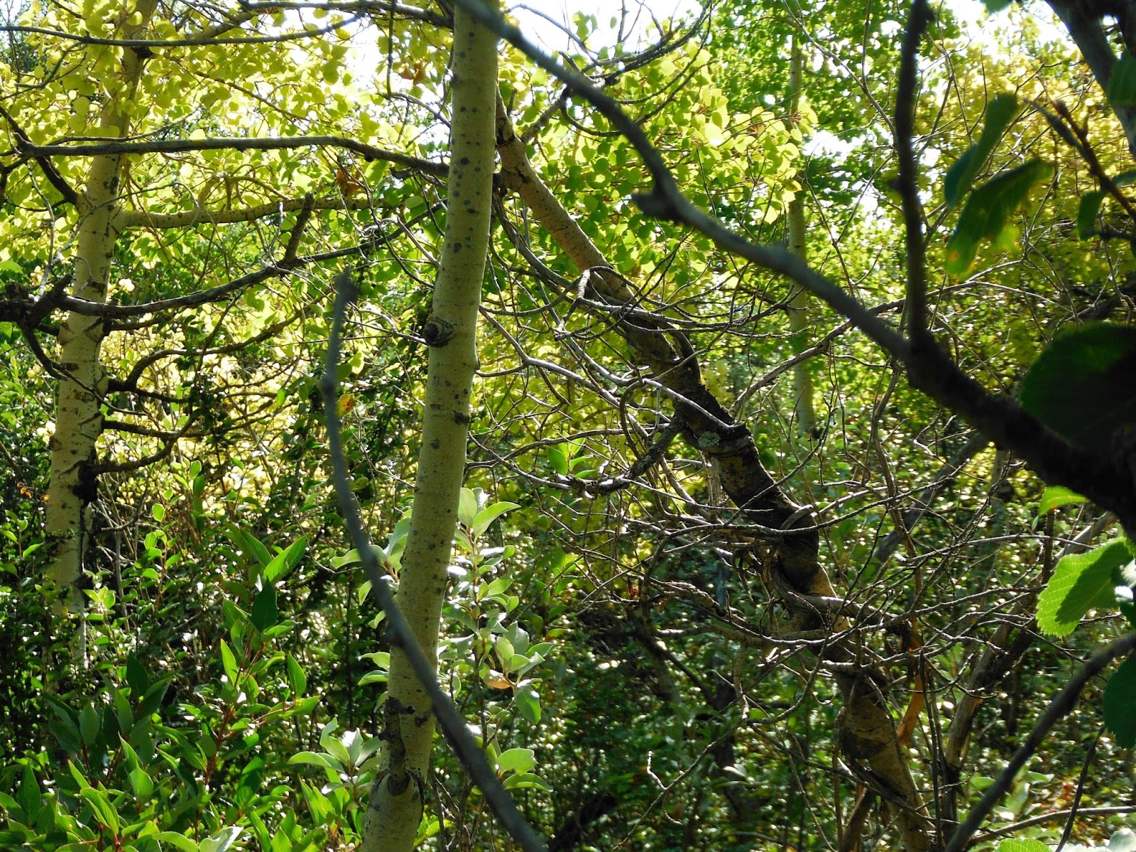 Walking Calgary: Paskapoo Slopes