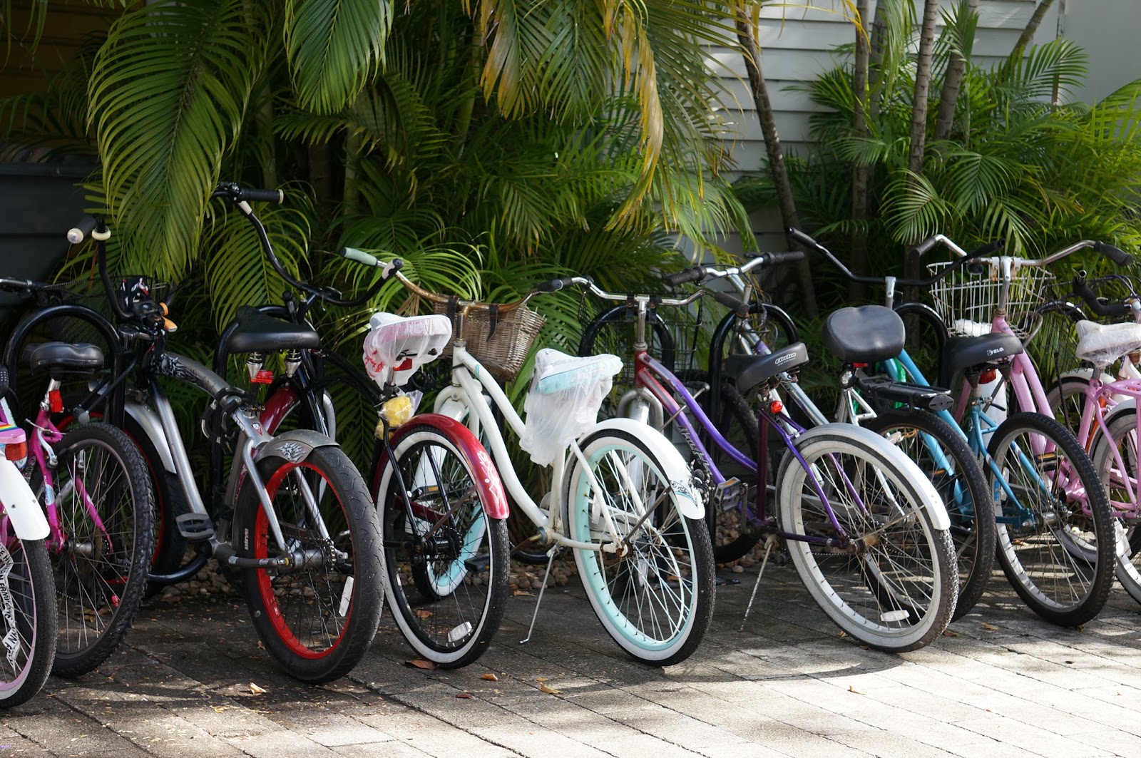 Robbin Neff Photography