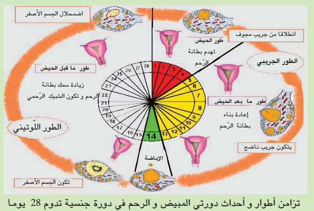 ملخّصات دروس علوم الحياة والأرض السنة التاسعة أساسي الدورة الجنسيّة