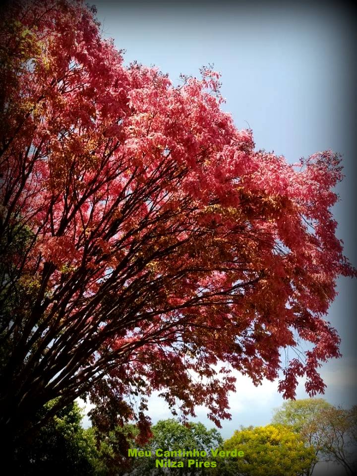 Meu Cantinho Verde: SAPUCAIA - ( Lecythis pisonis Cambess )