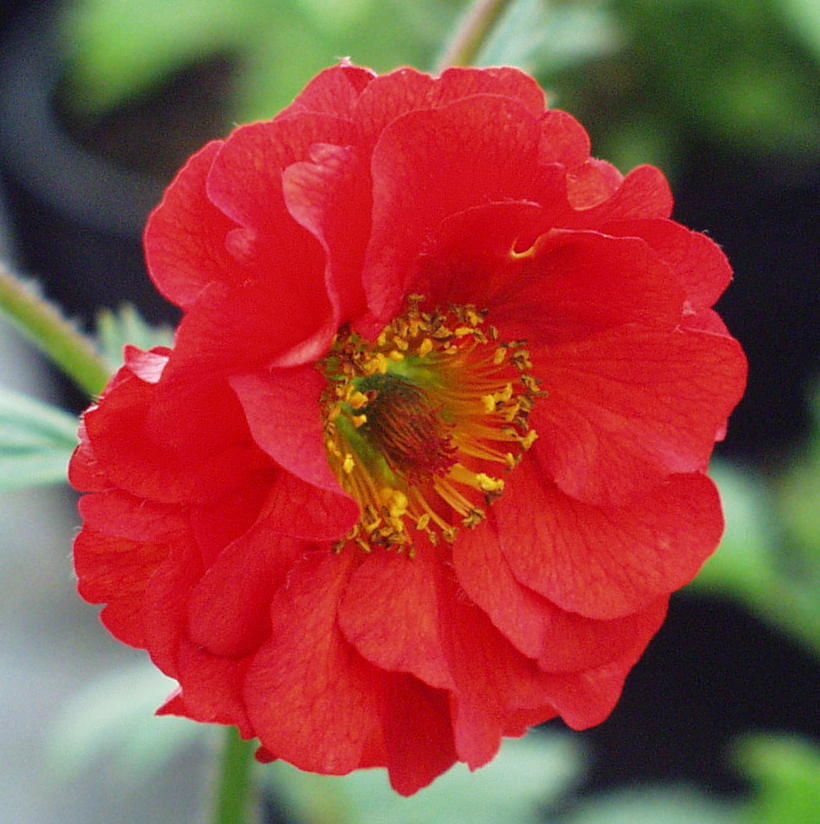 All about plants and more: Glorious Geums