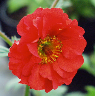 All about plants and more: Glorious Geums