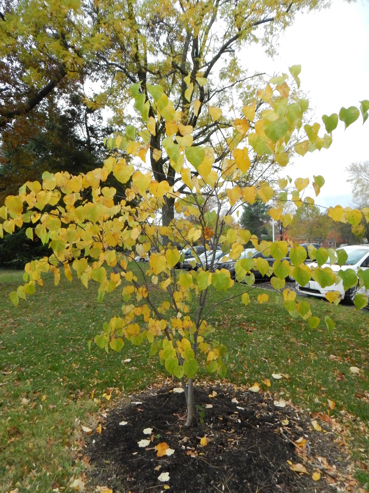 Capital Naturalist by Alonso Abugattas: Eastern Redbud and the Legend ...