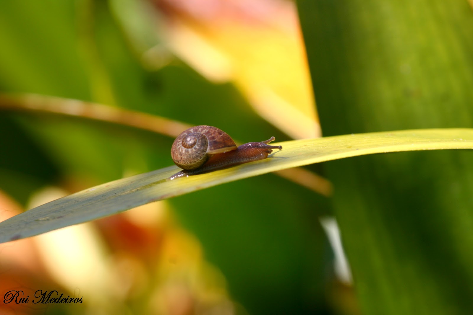SEMPRE COM A CASA ÁS COSTAS II - Rui Medeiros Photography