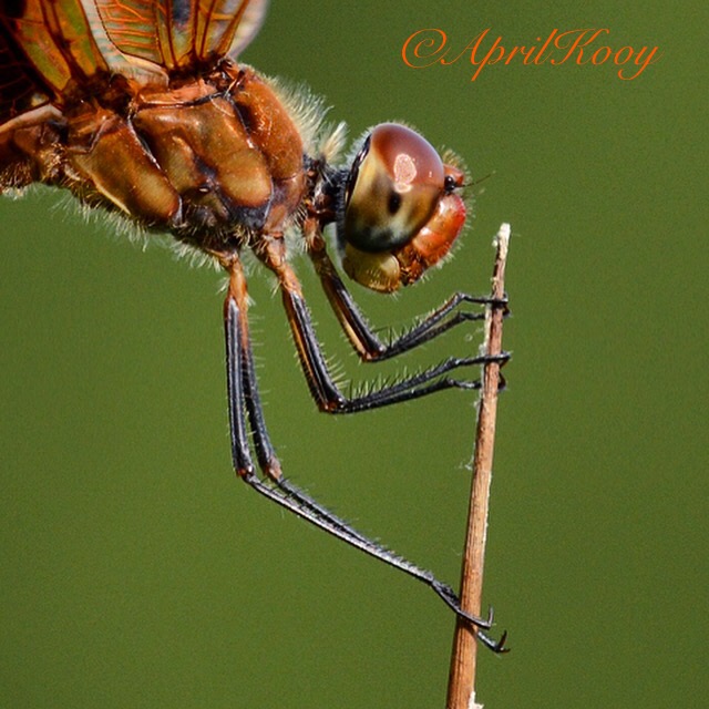 The Latest: Georgia Dragonfly Photos