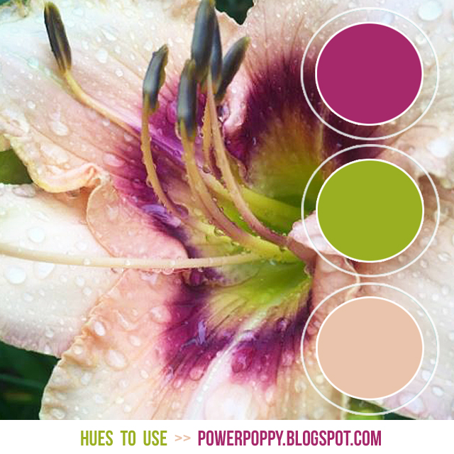Power Poppy - The Blog: Hues to Use: Daylily Delight!