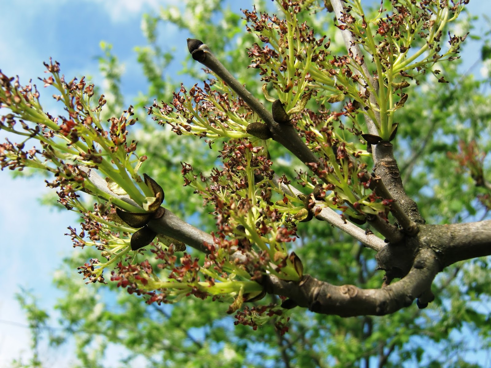 Plantas de Huerta Otea, Salamanca: Fresno común, fresno de hoja ancha ...