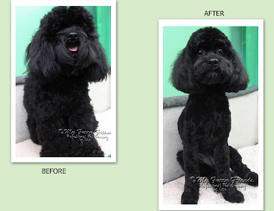 Pet Grooming: The Good, The Bad, & The Furry: What Would You Do? Matted ...