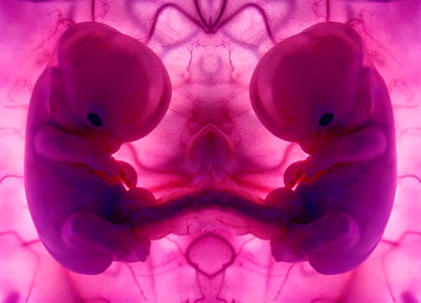 La Clonación: La clonación