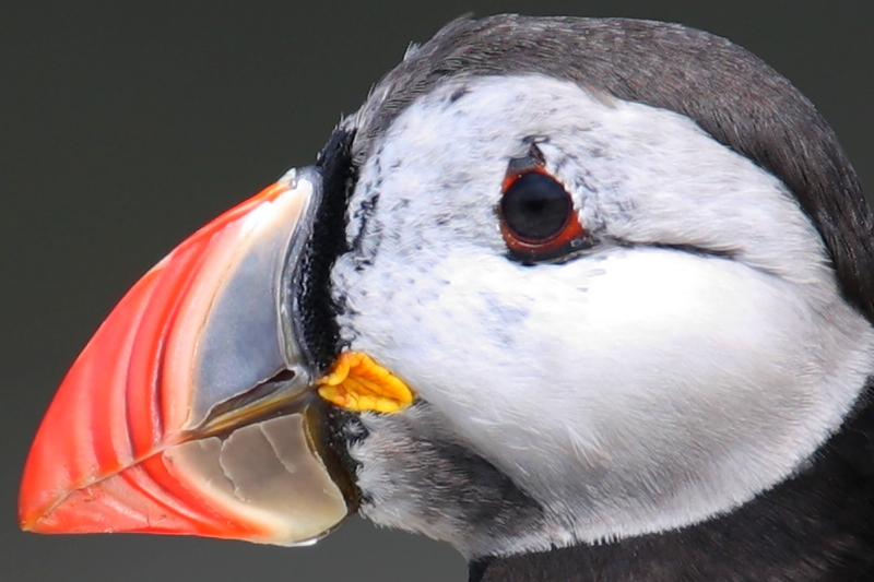 TYWKIWDBI ("Tai-Wiki-Widbee"): How the puffin holds all those little fish