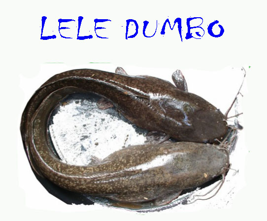 PENGENALAN SINGKAT LELE DUMBO